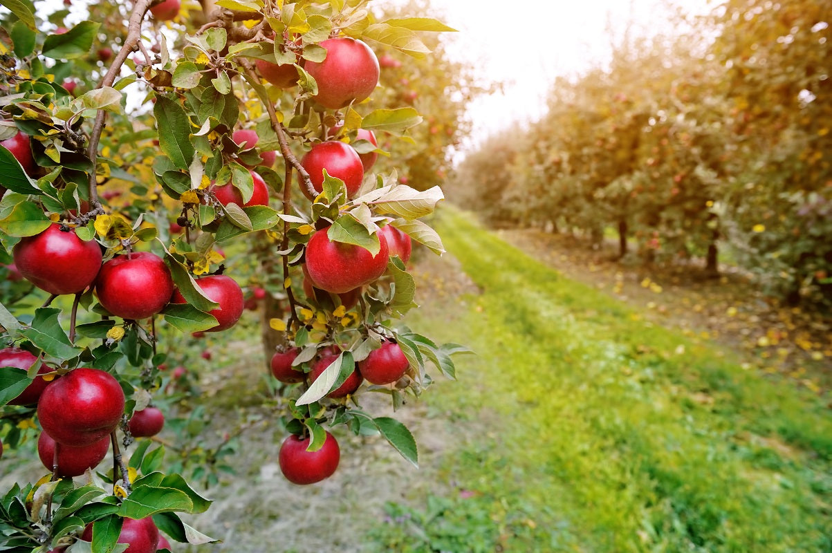 How to Test the BRIX Level of Fruit Trees Vegetables and How Raising B ...