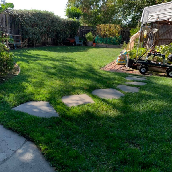 Understanding Covington Naturals Fertilizer Options