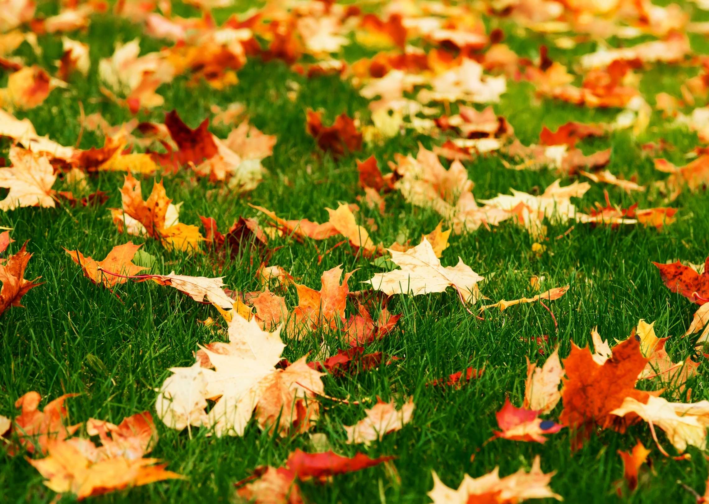Fall – Covington Naturals